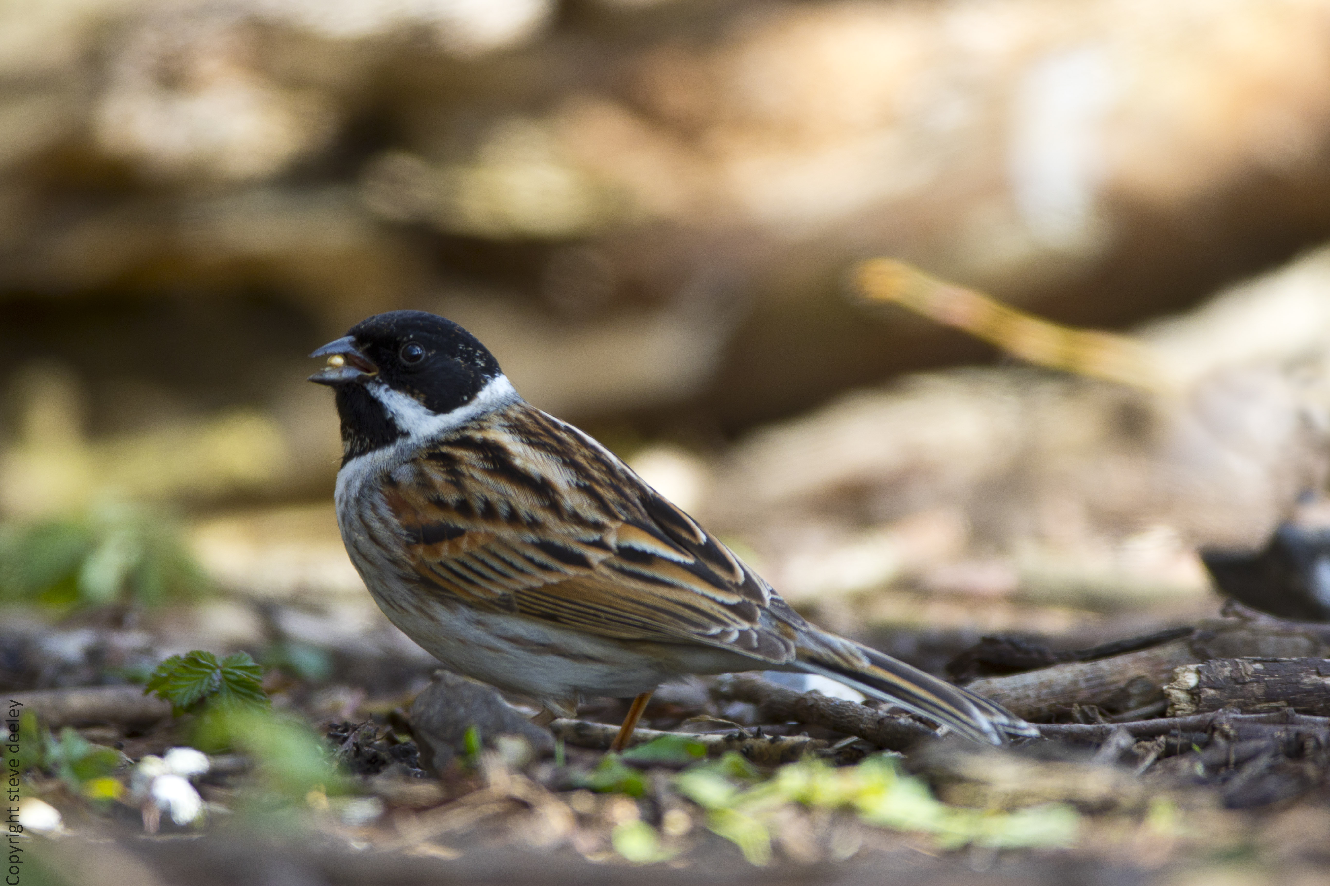 Buntings - Steve Deeley