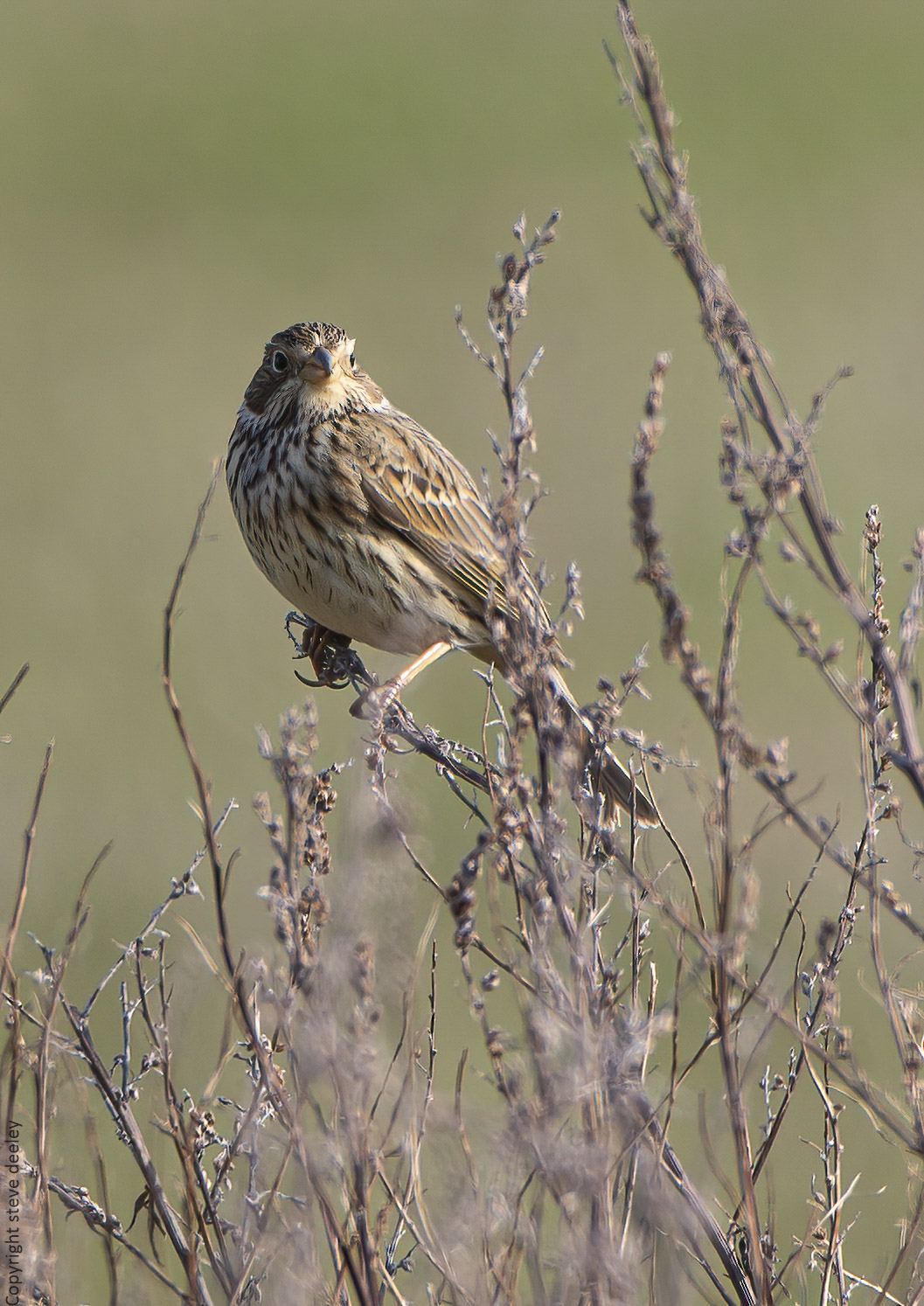 Buntings - Steve Deeley