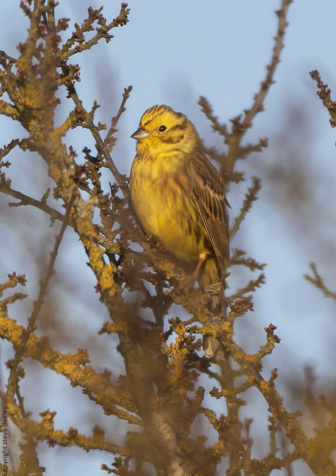 Buntings - Steve Deeley