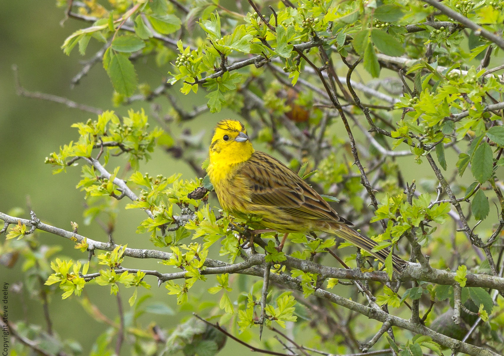 Buntings - Steve Deeley
