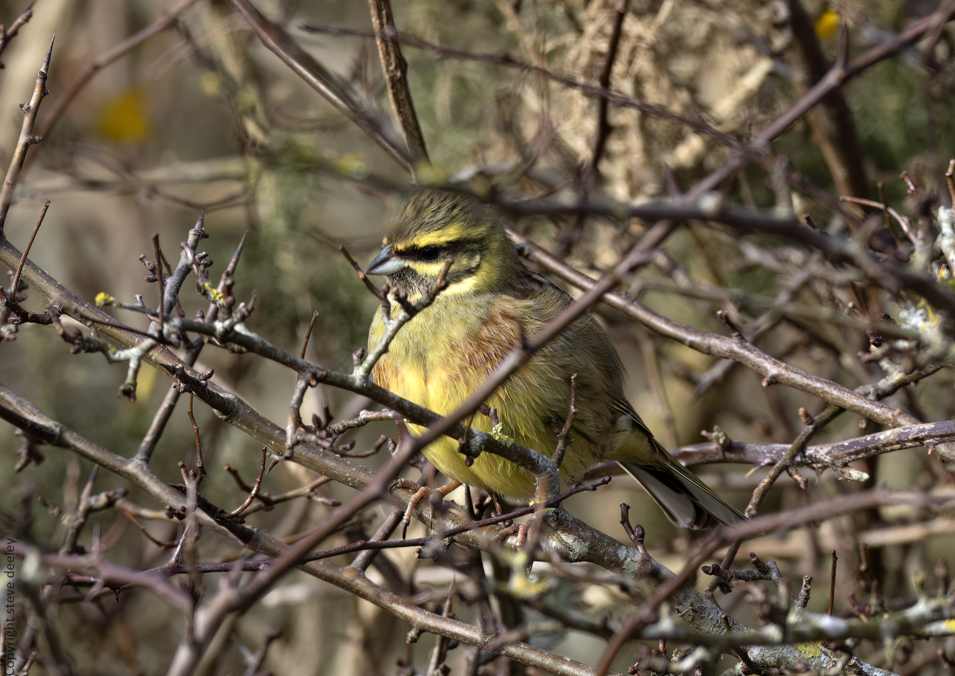 Buntings - Steve Deeley