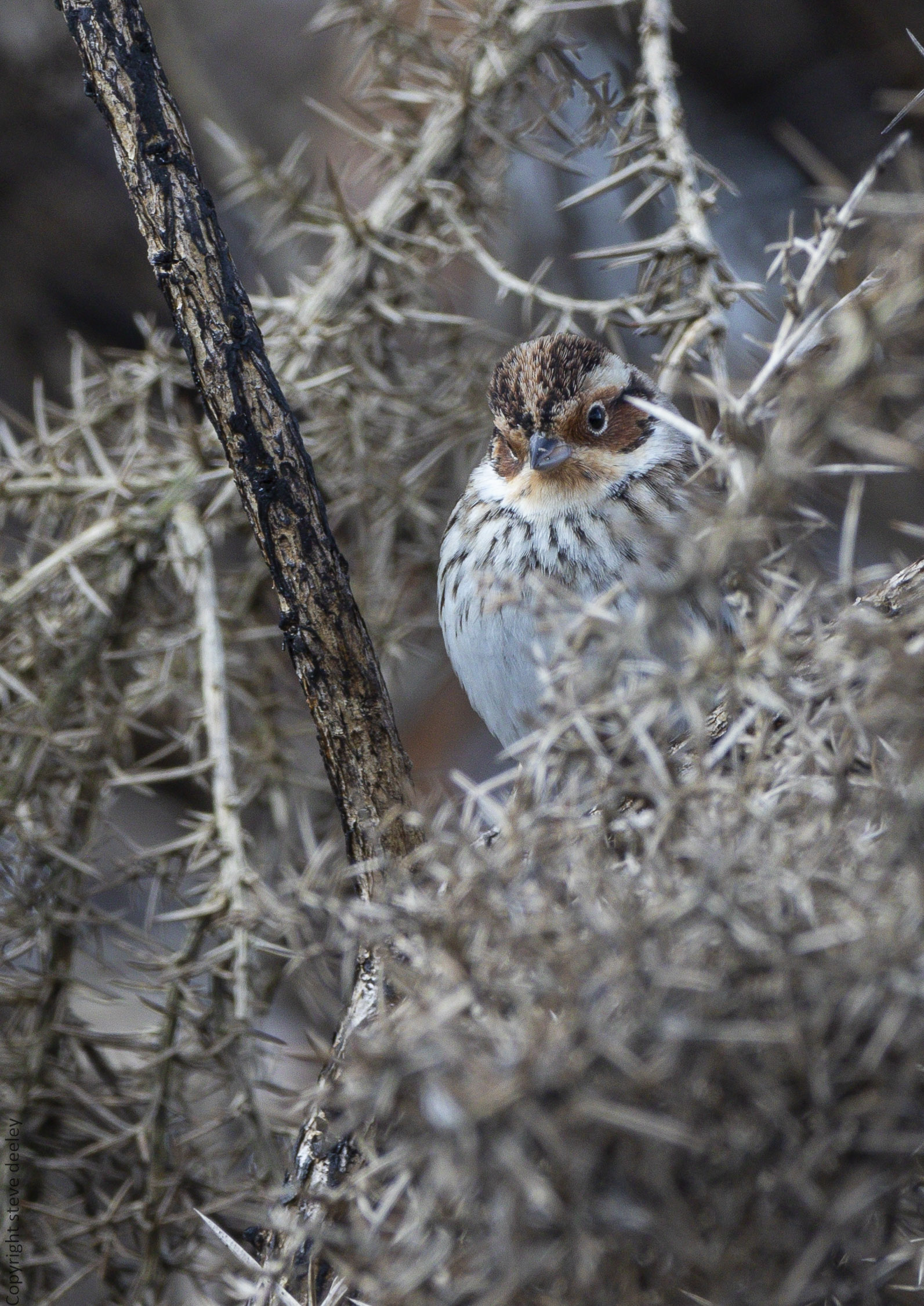 Buntings - Steve Deeley