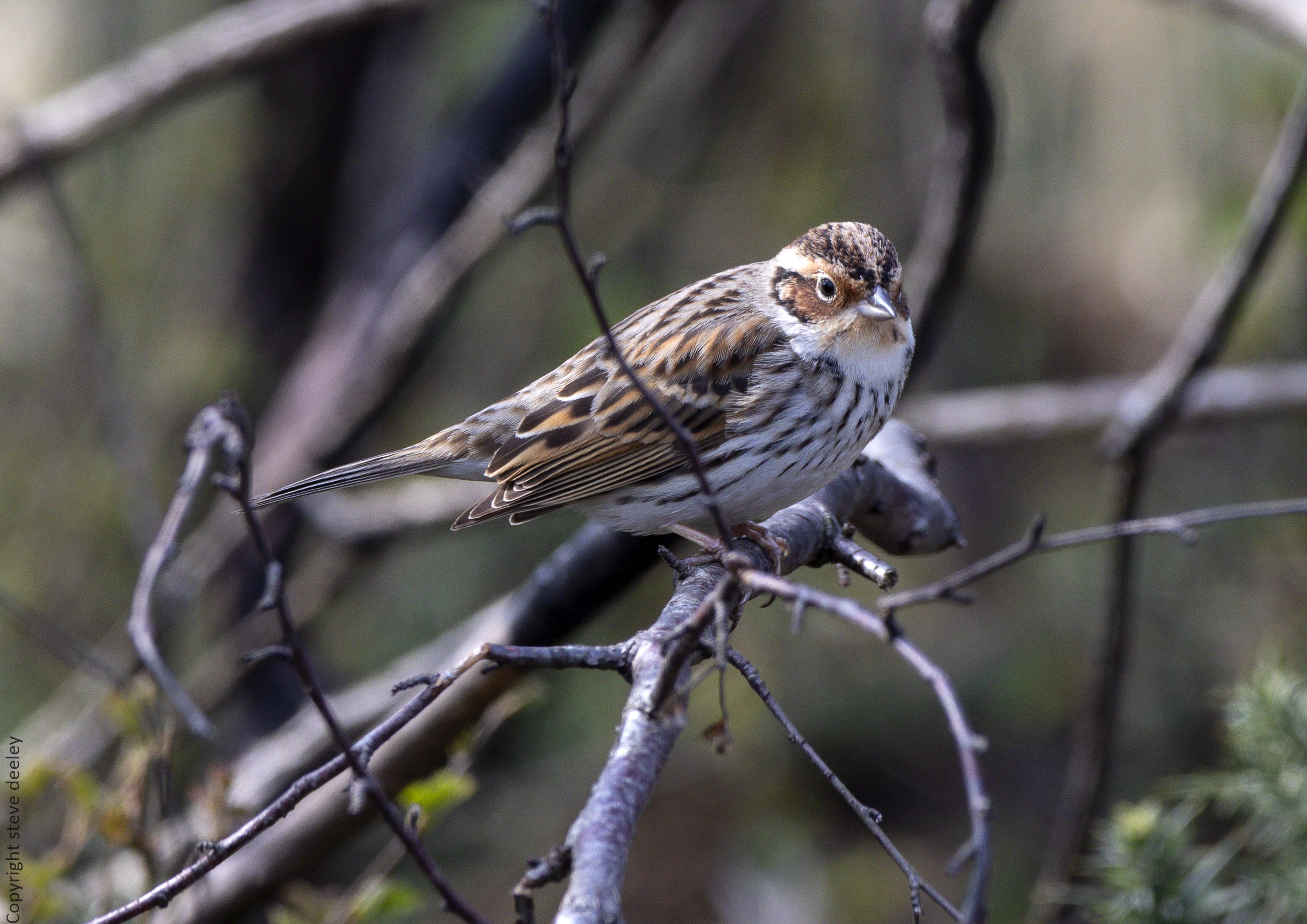Buntings - Steve Deeley