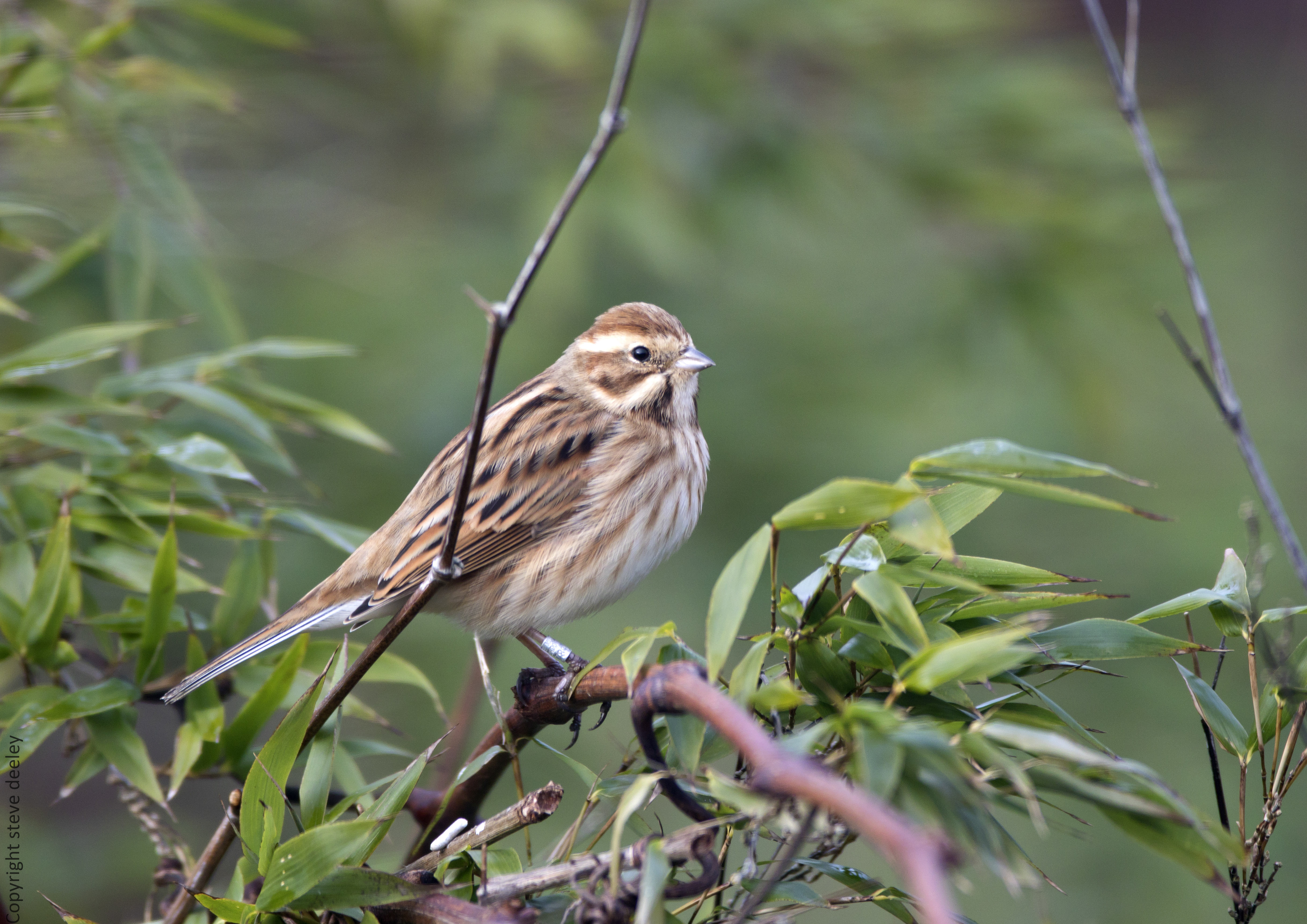 Buntings - Steve Deeley